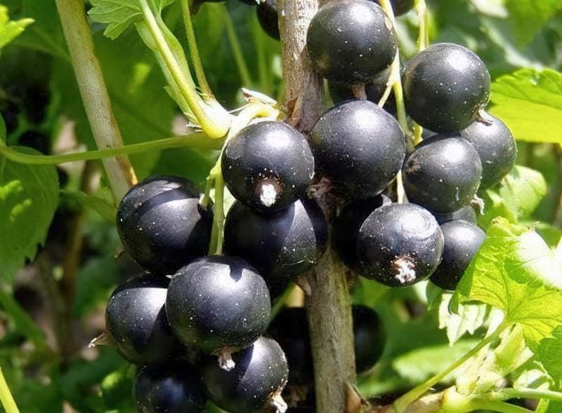 Врожайний сорт смородини Сибіла: опис та характеристики